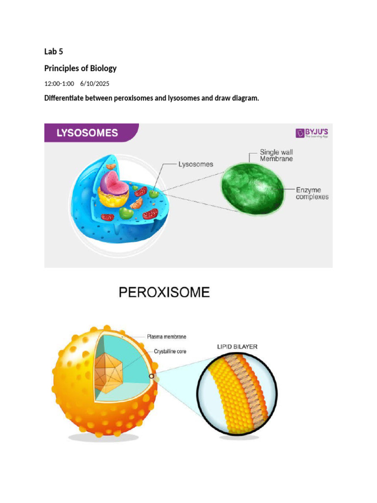 Lab 5 POB | PDF