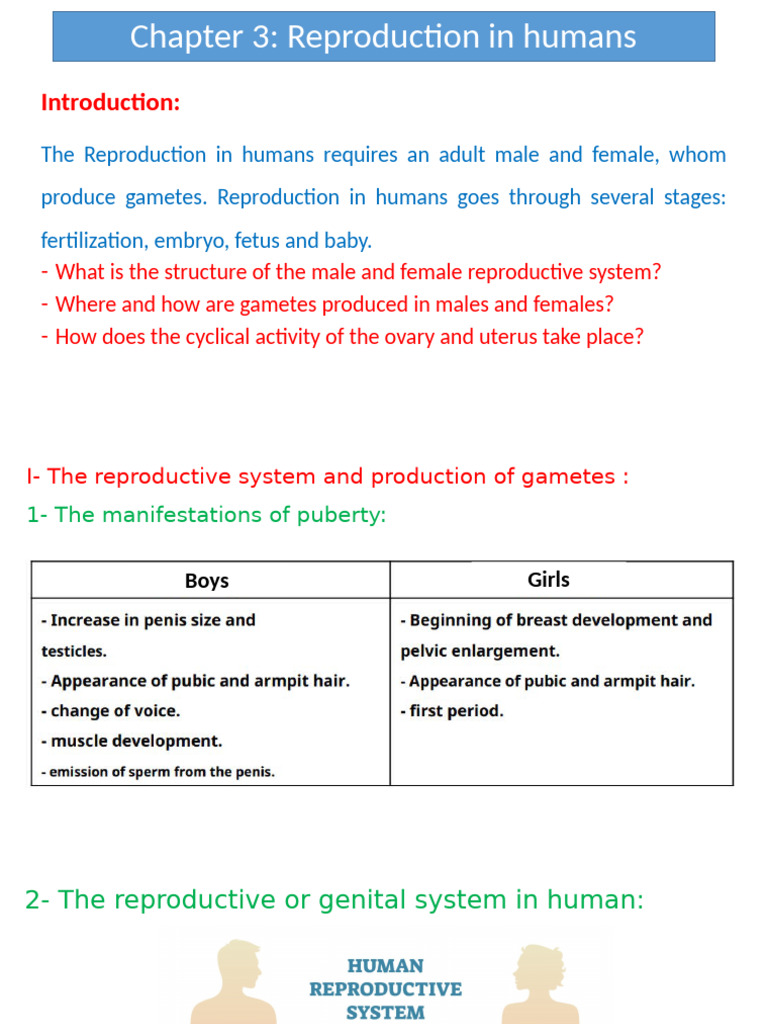 Chapter 3 - Reproduction in Human | PDF | Menstrual Cycle | Mammal ...