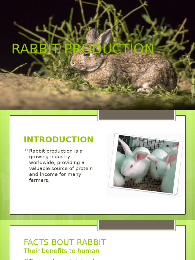 Comprehensive Guide to Rabbit Production | PDF | Cereals | Nutrition