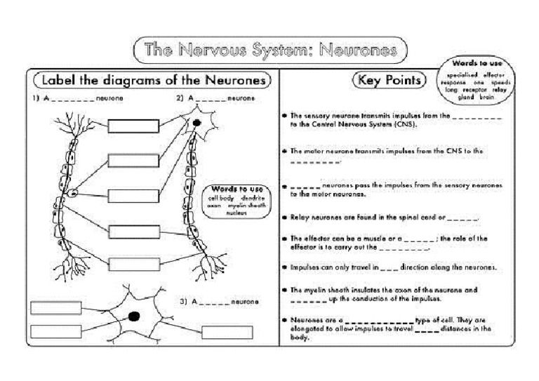 Nervous System Worksheet | PDF