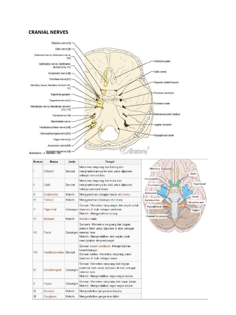 Cranial Nerves | PDF