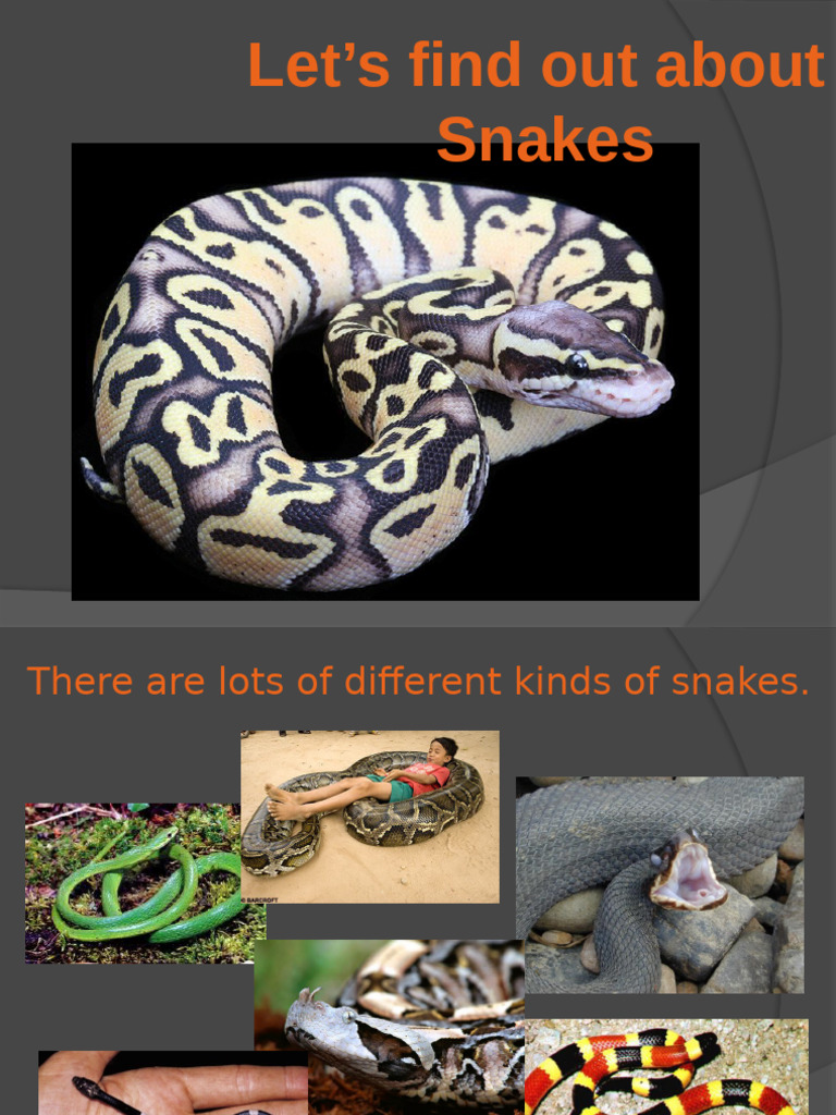 Snakes Powerpoint FS | PDF
