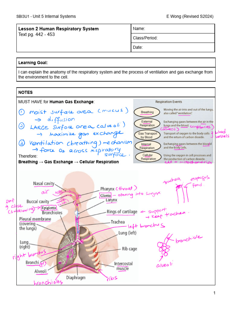 L2-0 Human Respiratory System NOTES S2024 P1 | PDF | Respiratory Tract ...