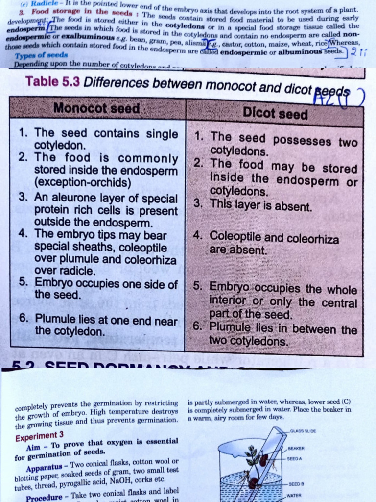 Germination Process of Gram Seeds | PDF | Seed | Seedling