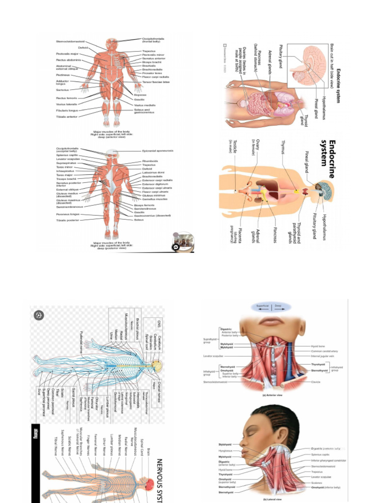 Anaphy Parts | PDF
