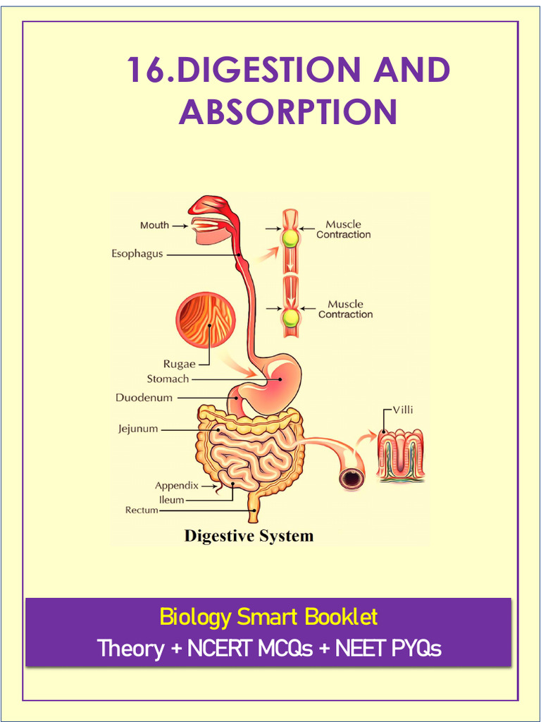 Parts of the Small Intestine Explained | PDF | Pancreas | Digestion