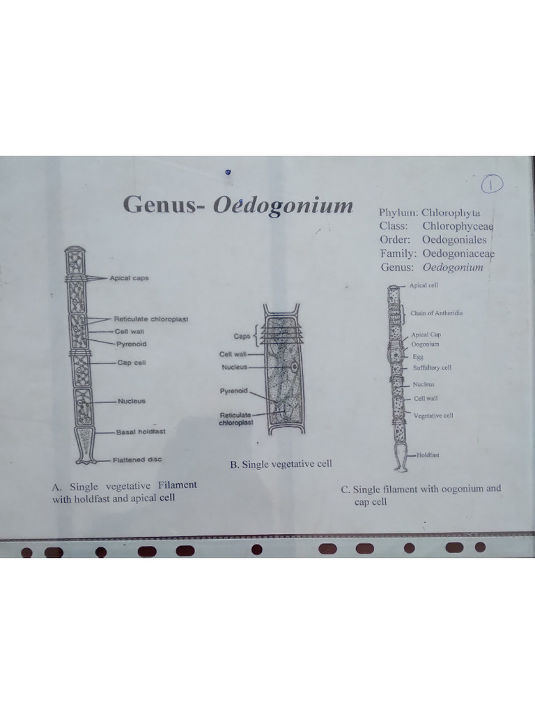 Botany - Algae 5 (14th Sept) | PDF
