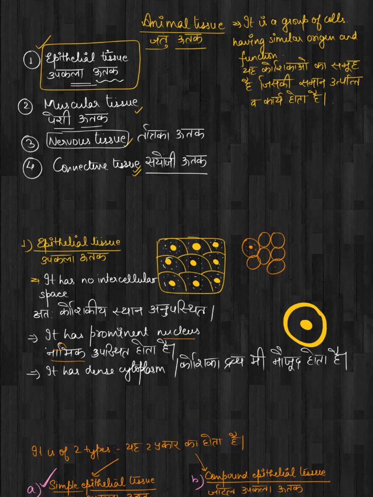 Animal Tissue 01 Class Notes | PDF