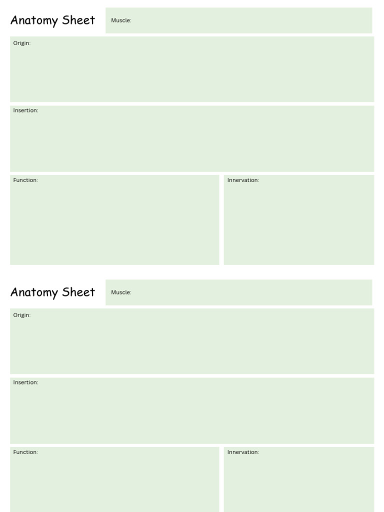 Anatomy Sheet | PDF | Muscle | Anatomy
