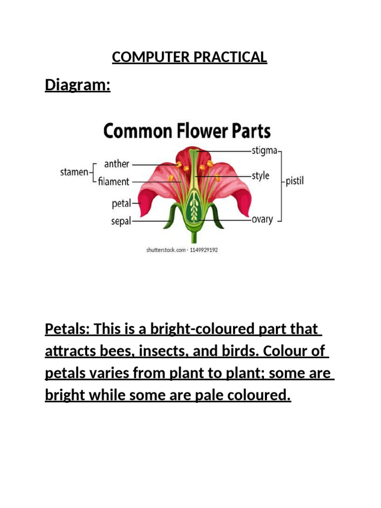 Computer Practical | PDF