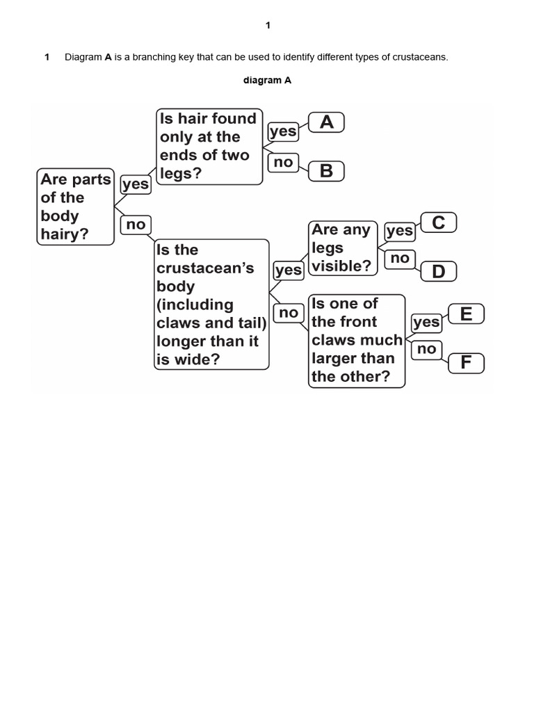 4.lesson-2 Dichotomous Key Ws (4,11!9!25) | PDF