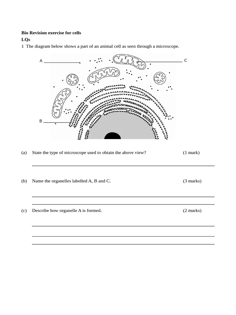Animal Cell Structure and Function Quiz | PDF | Cell (Biology) | Organelle