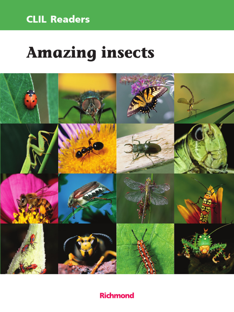Amazing Insects for CLIL Students | PDF | Entomology | Hexapoda