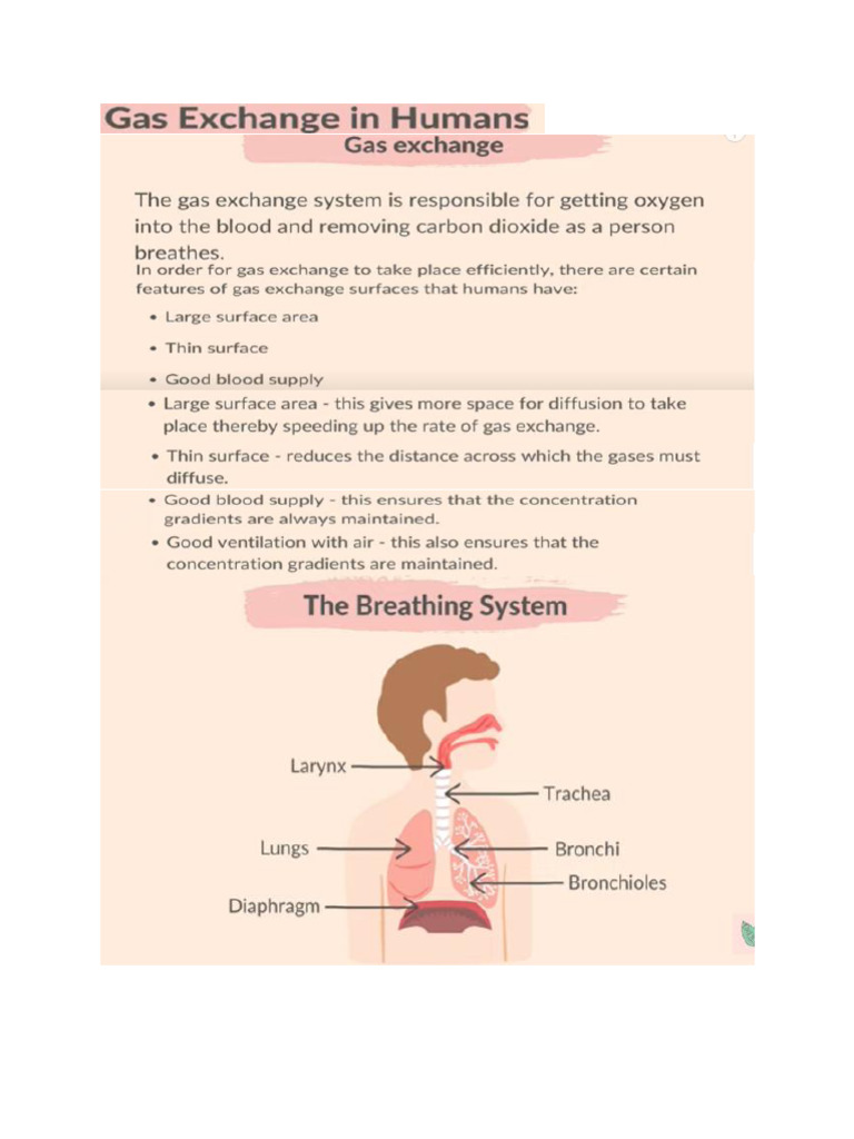 Gas Exchange in Humans | PDF