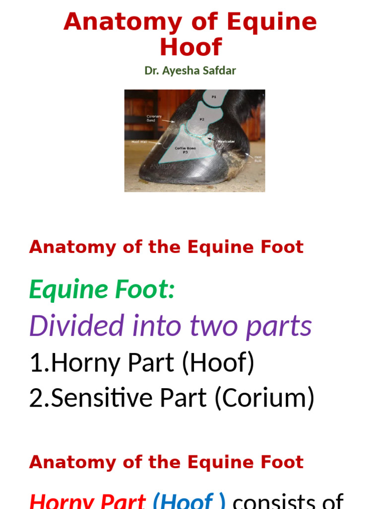 Shoeing-1 Hoof Anatomy | PDF