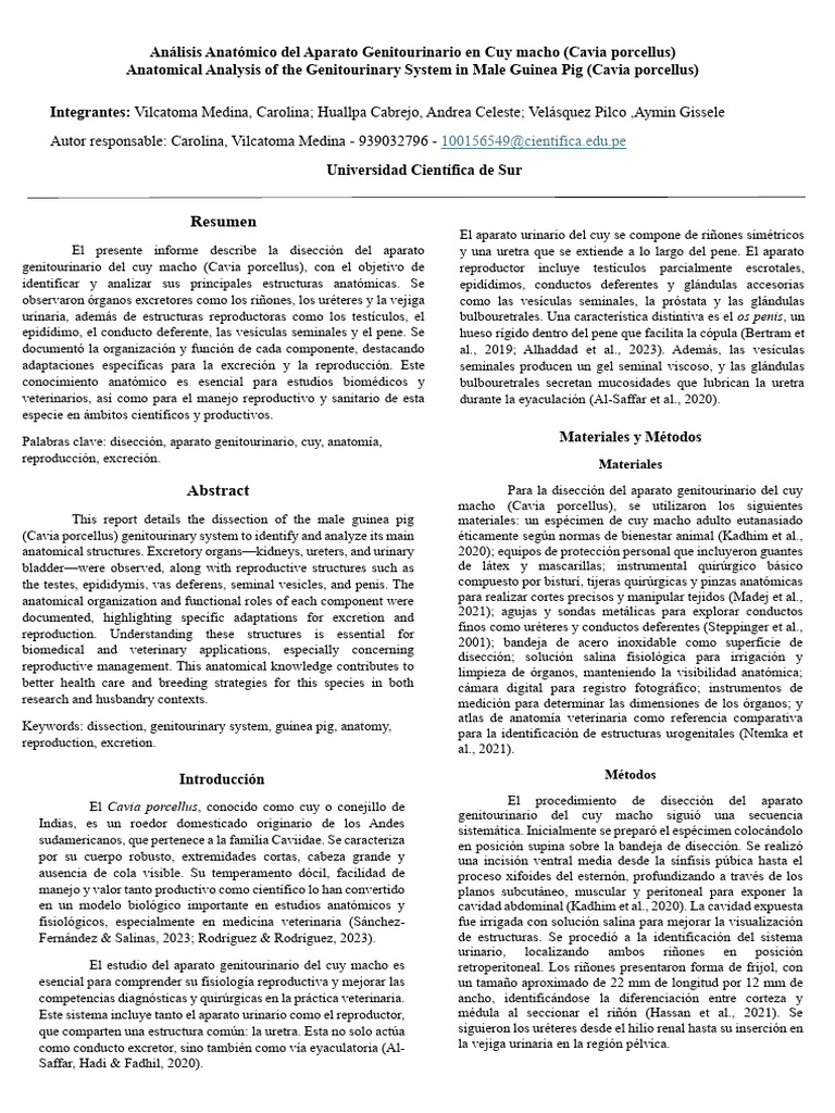 Anatomía del Aparato Genitourinario del Cuy | PDF | Riñón | Sistema ...