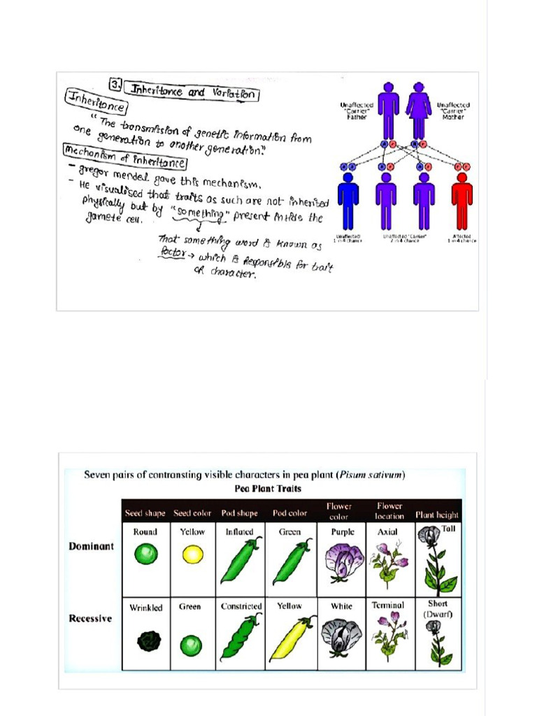 Lesson No. 3 Inheritance and Variation. Notes | PDF