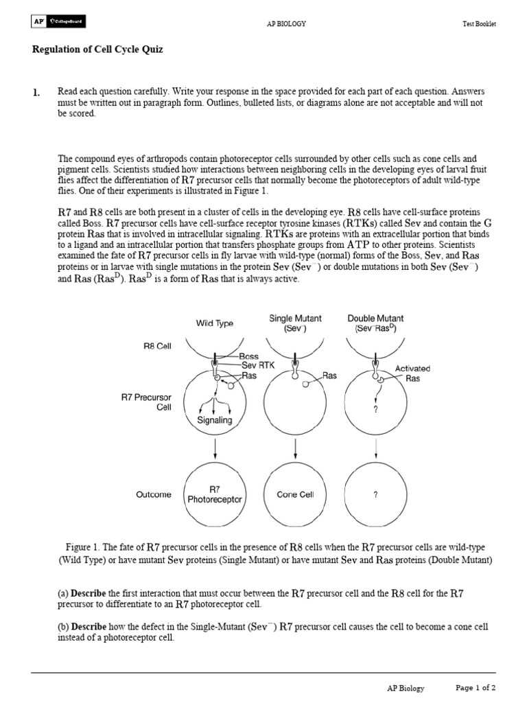 TB RegulationofCellCycleQuiz 6355618ef38423.63556190058df2.95757774 ...