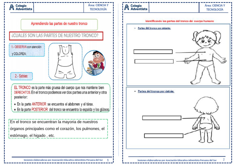 Partes Del Tronco | PDF