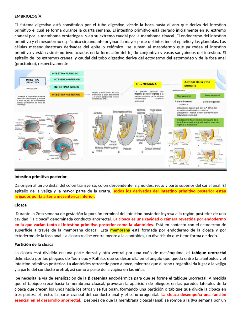 Malformaciones Anorrectales | PDF | Pelvis | Recto