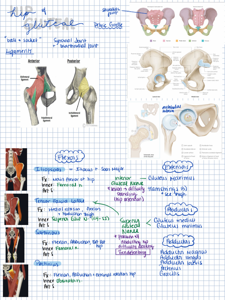 Lower Limb MSK Ii Review | PDF | Ankle | Foot