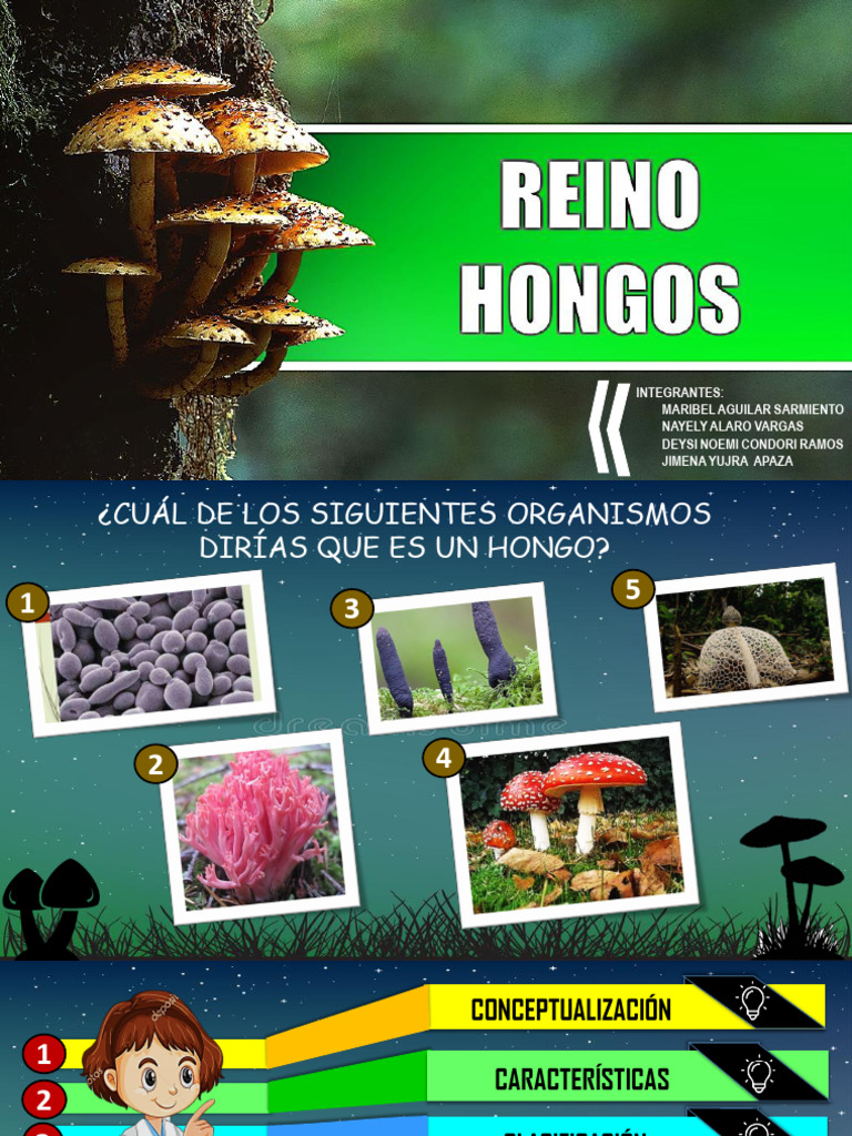 Características del Reino de los Hongos | PDF | Hongo | Biología