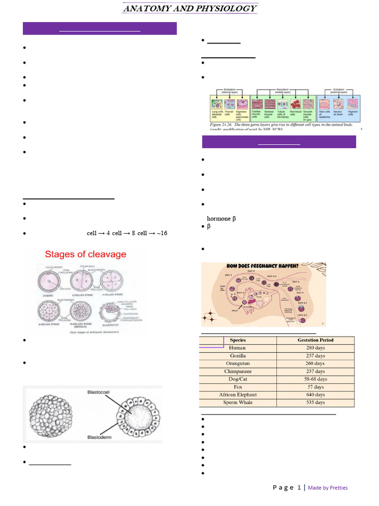 The Human Fertilization & Pregnancy, Review On Human Development ...