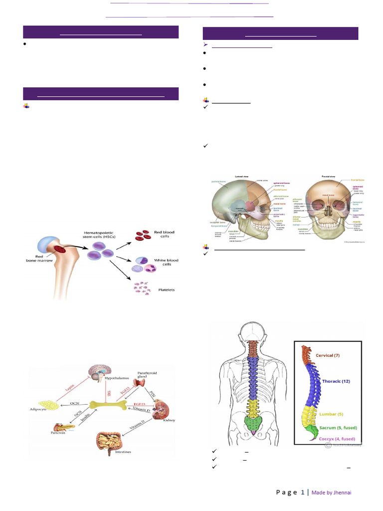 Understanding the Skeletal System | PDF | Bone | Skeleton