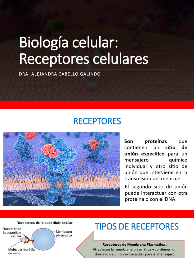 Tipos y Funciones de Receptores Celulares | PDF | Receptor (Bioquímica ...
