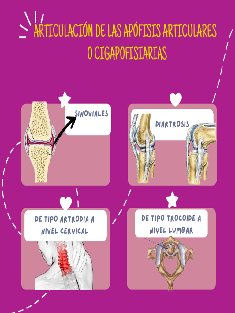 Articulación de Las Apófisis Articulares o Cigapofisiarias Lau | PDF