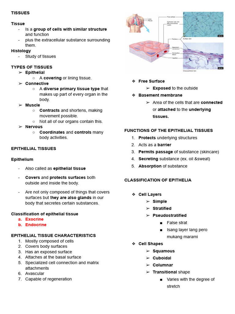 Anaphysio Chap 4 Histol | PDF | Epithelium | Connective Tissue