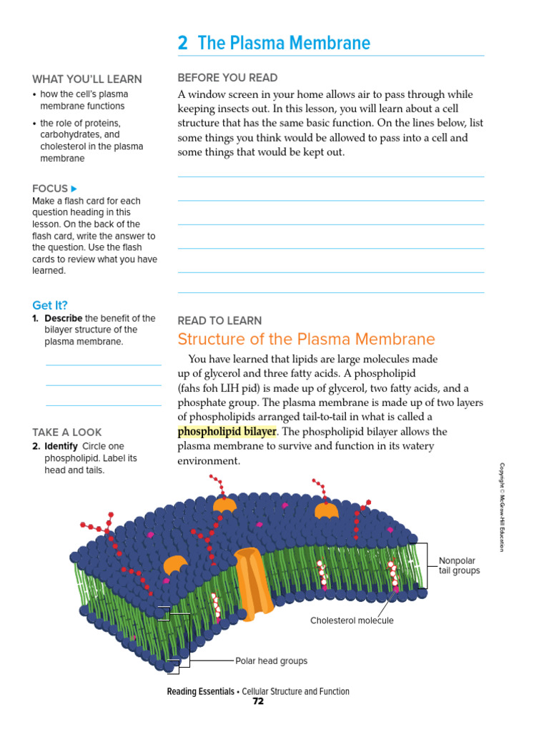 Reading Essentials - Plasma Membrane Week 12 | PDF | Cell Membrane ...