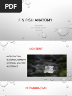 Osteichthyes: Anatomy of Bony Fishes | PDF | Stomach | Gill
