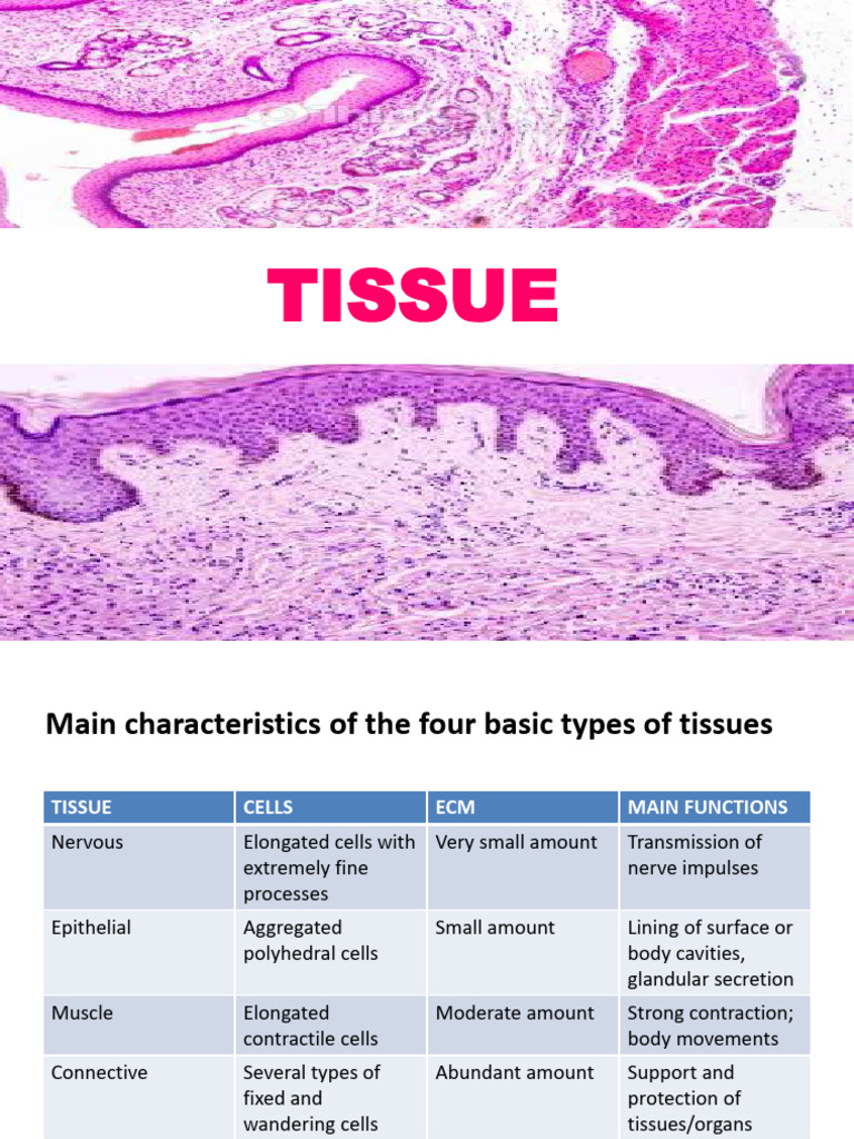 Epithelium and Glands | PDF | Epithelium | Tissue (Biology)
