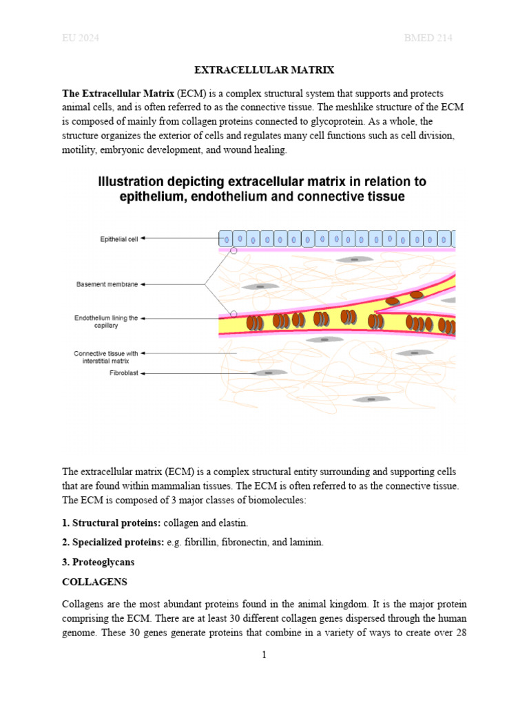 Understanding Extracellular Matrix Functions | PDF | Extracellular ...