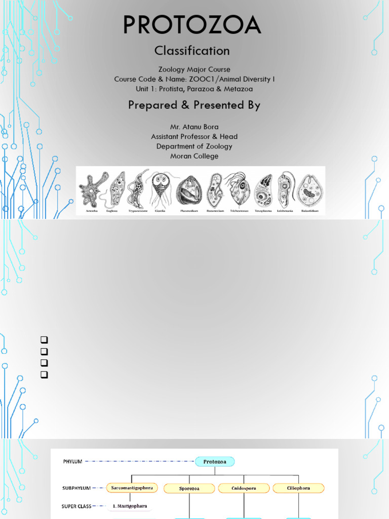 Protozoa - Classification All | PDF | Protozoa | Spore