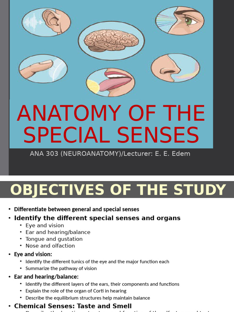 Anatomy of The Special Senses - Smell and Taste | PDF | Taste | Senses
