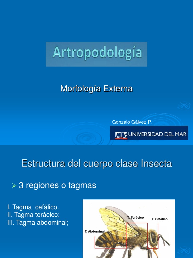 Morfología Externa de las Abejas | PDF | Insectos | Apicultura