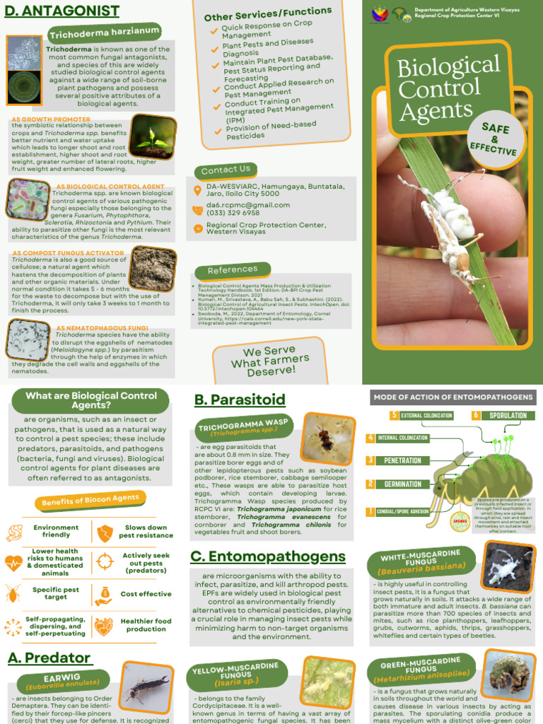 Trichoderma: Biological Control Benefits | PDF | Biological Pest ...