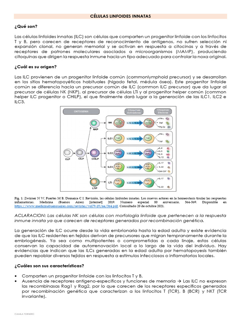 Células Linfoides Innatas: Funciones y Tipos | PDF | Citocina | Inflamación