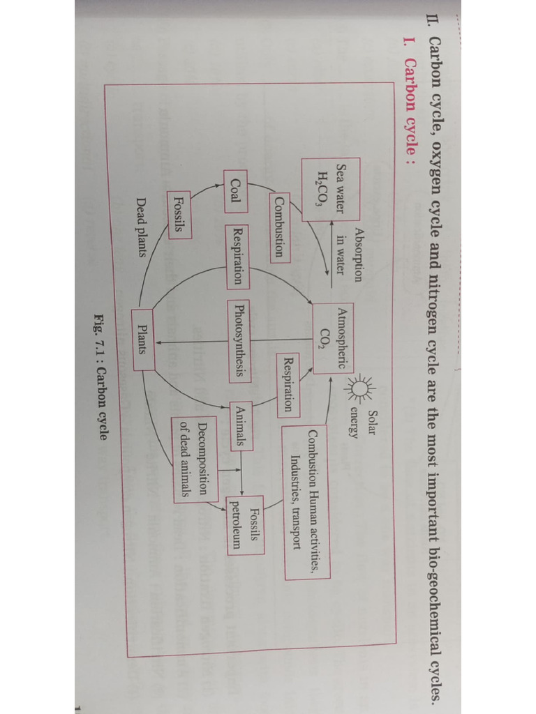 Std9 Science B Carbon Oxygen and Nitrogen Cycle | PDF