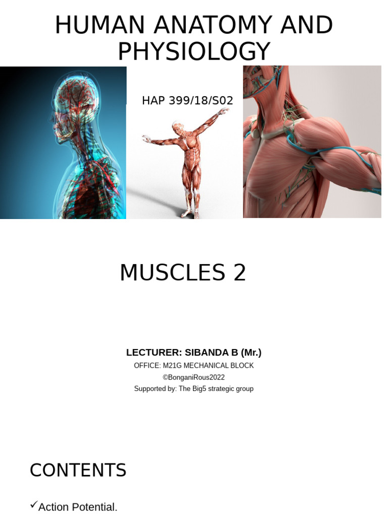 Human Anatomy and Physiology 399 18 s02 Lecture Note Muscles 2 | PDF ...