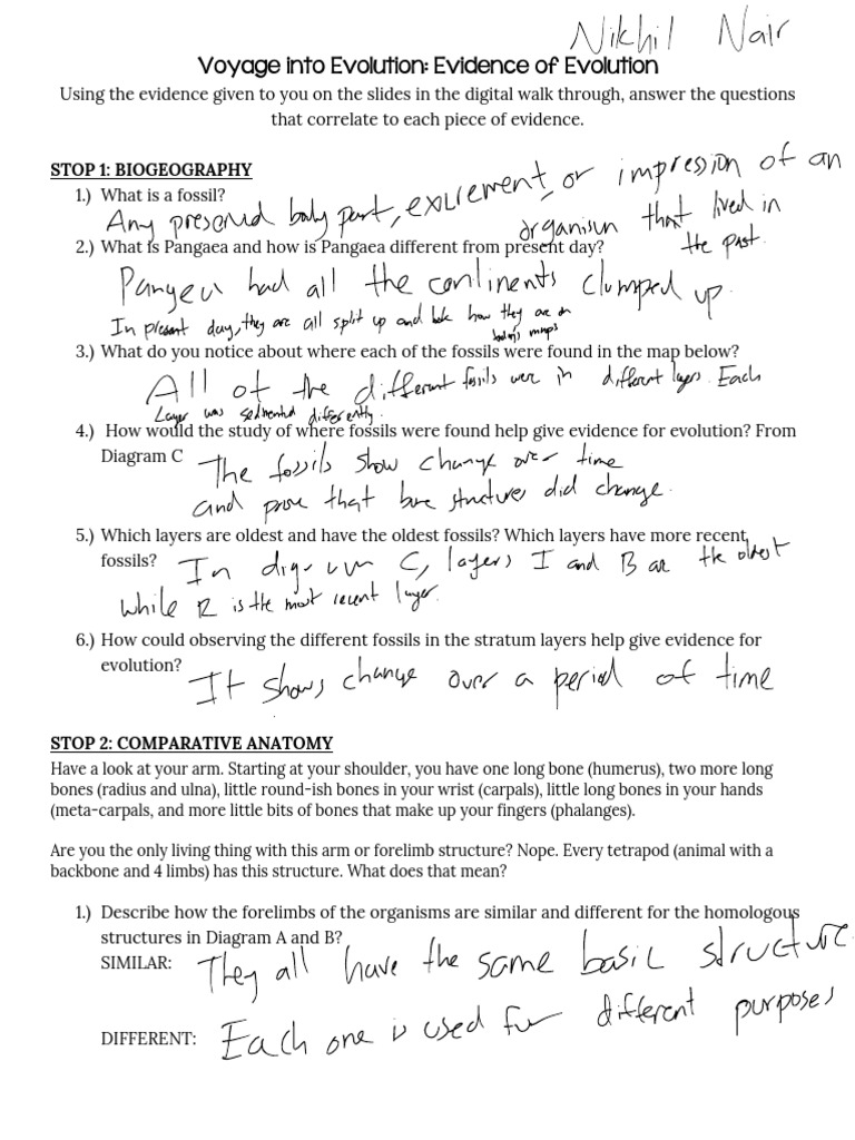Evidence of Evolution Worksheet | PDF | Dna | Natural Selection