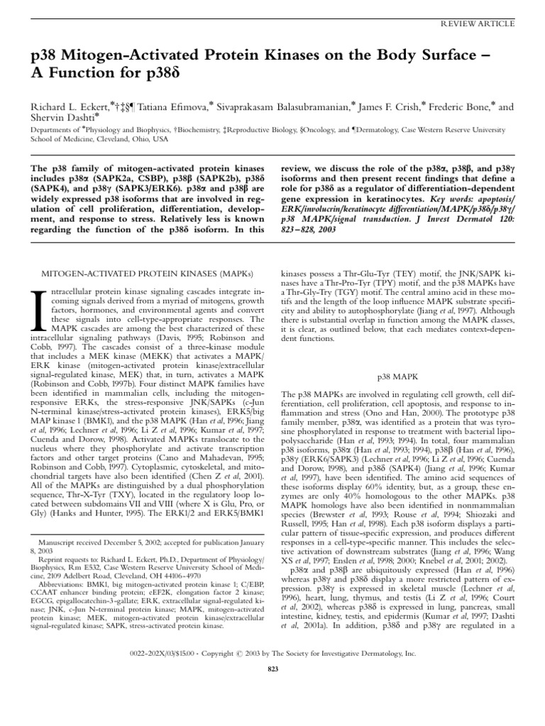 Eckert 2003 p38 MAPK On The Body Surface A Function For p38 Delta | PDF | Mitogen Activated ...