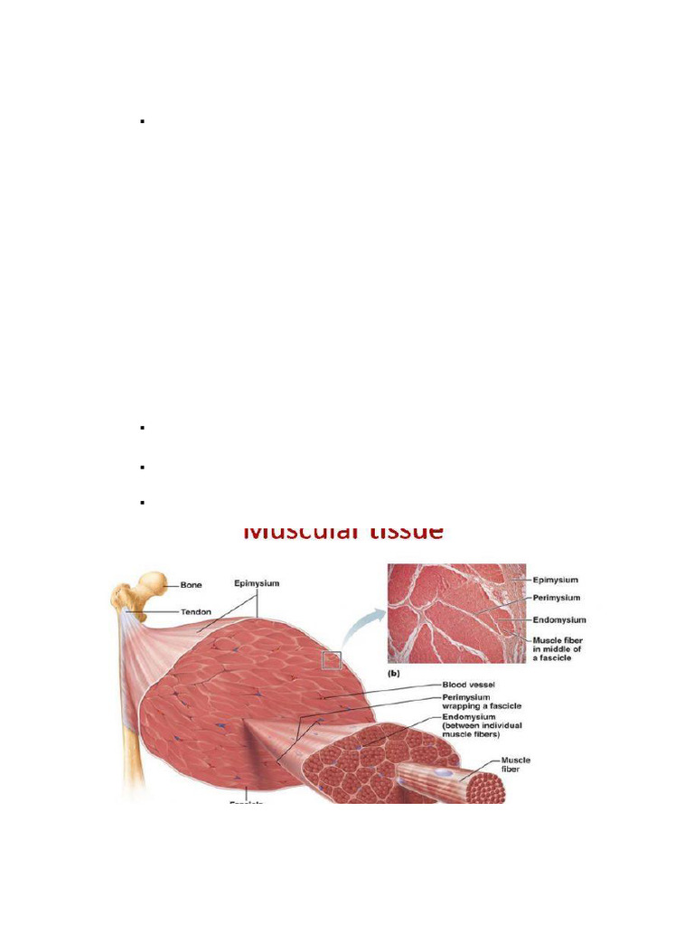 Histology of Types of Muscles | PDF | Muscle Contraction | Skeletal Muscle