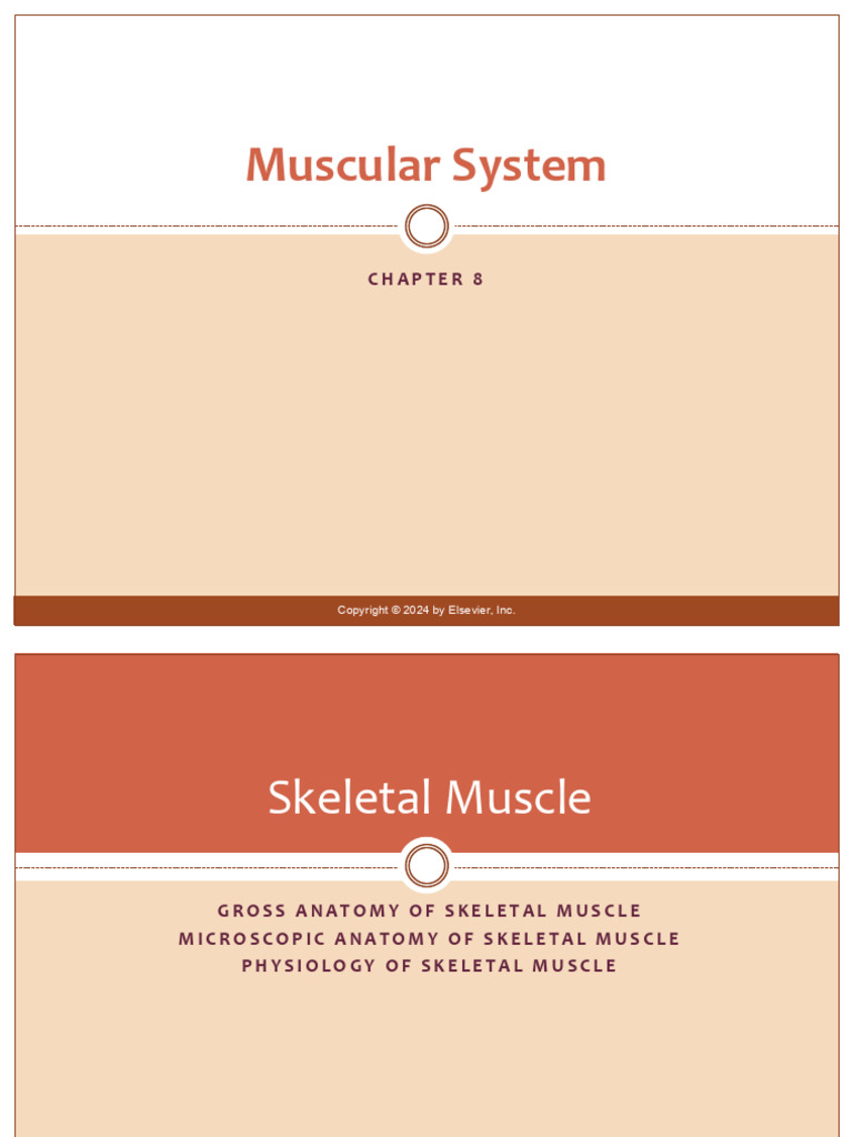 Overview of Skeletal Muscle Anatomy | PDF | Muscle Contraction ...