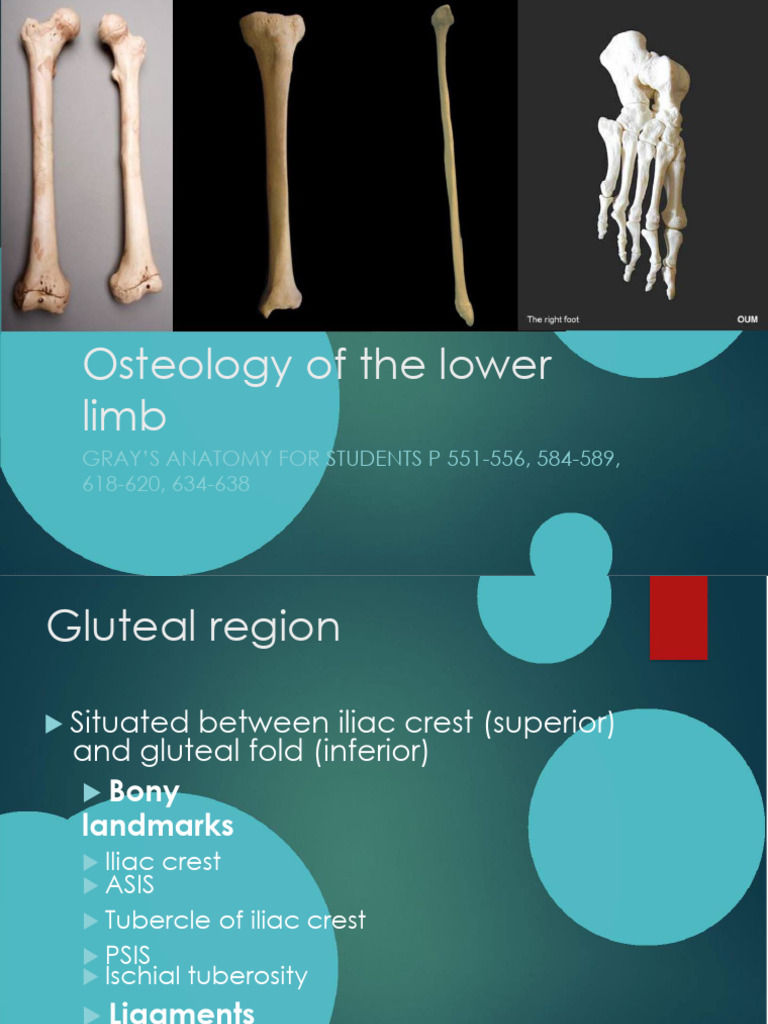 Osteology of The Lower Limb Self Study | PDF | Foot | Knee