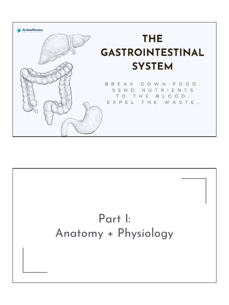 The Gastrointestinal System | PDF