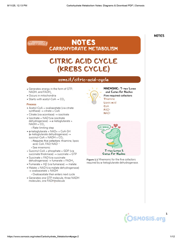 Carbohydrate Metabolism Notes - Diagrams & Download PDF - Osmosis | PDF ...