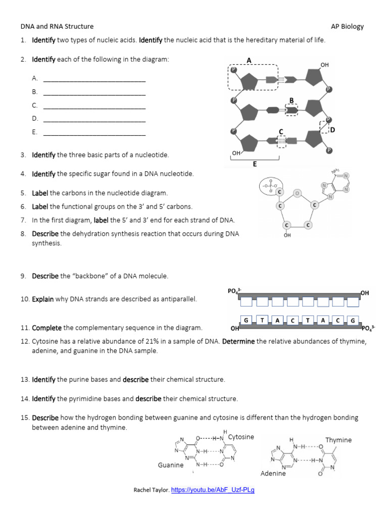 6.1 DNA RNA Structure AP Bio (1) | PDF | Dna | Nucleic Acids